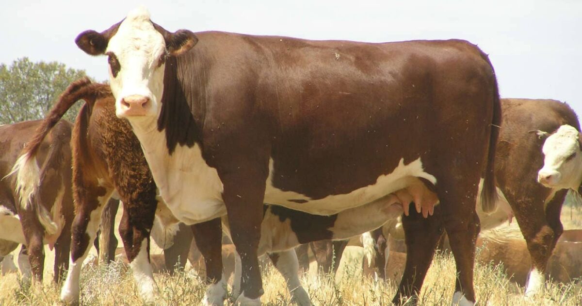 Chasing cows - Episode 3