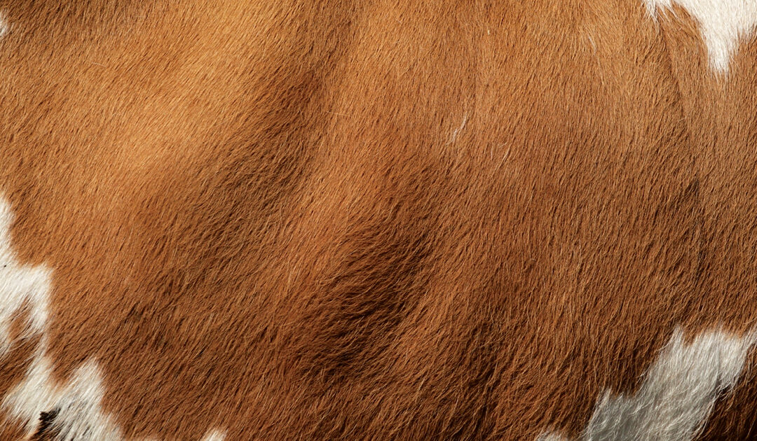 Where's the beef? - Episode 3