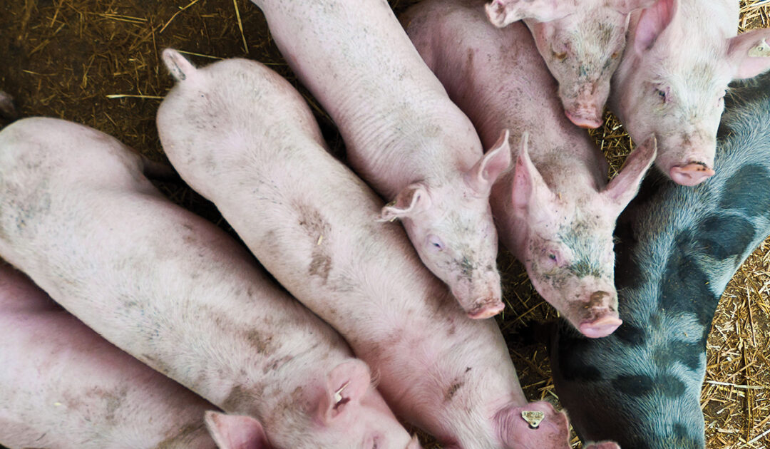 China rebuilds pig herd, sow what? - Episode 3