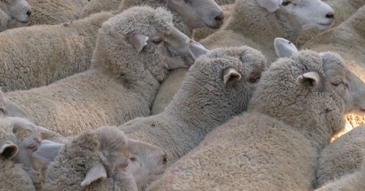 Ewes are growing - Episode 3