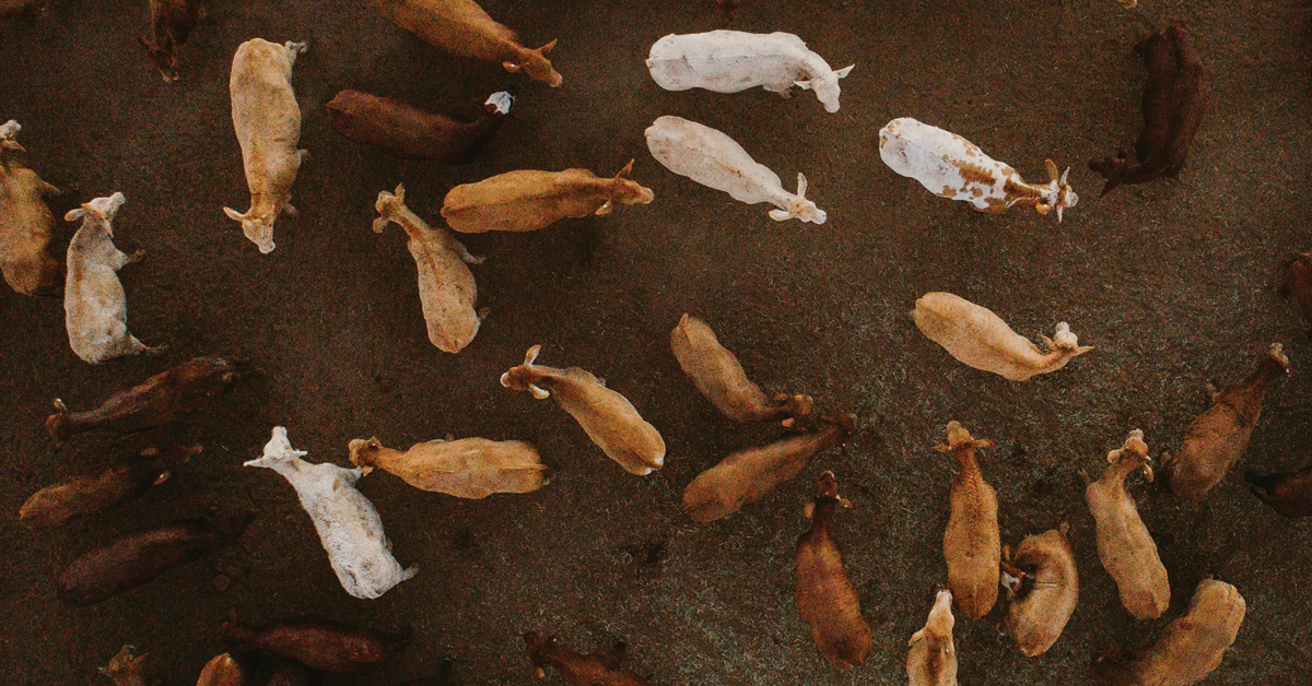 Beef easing - Episode 3