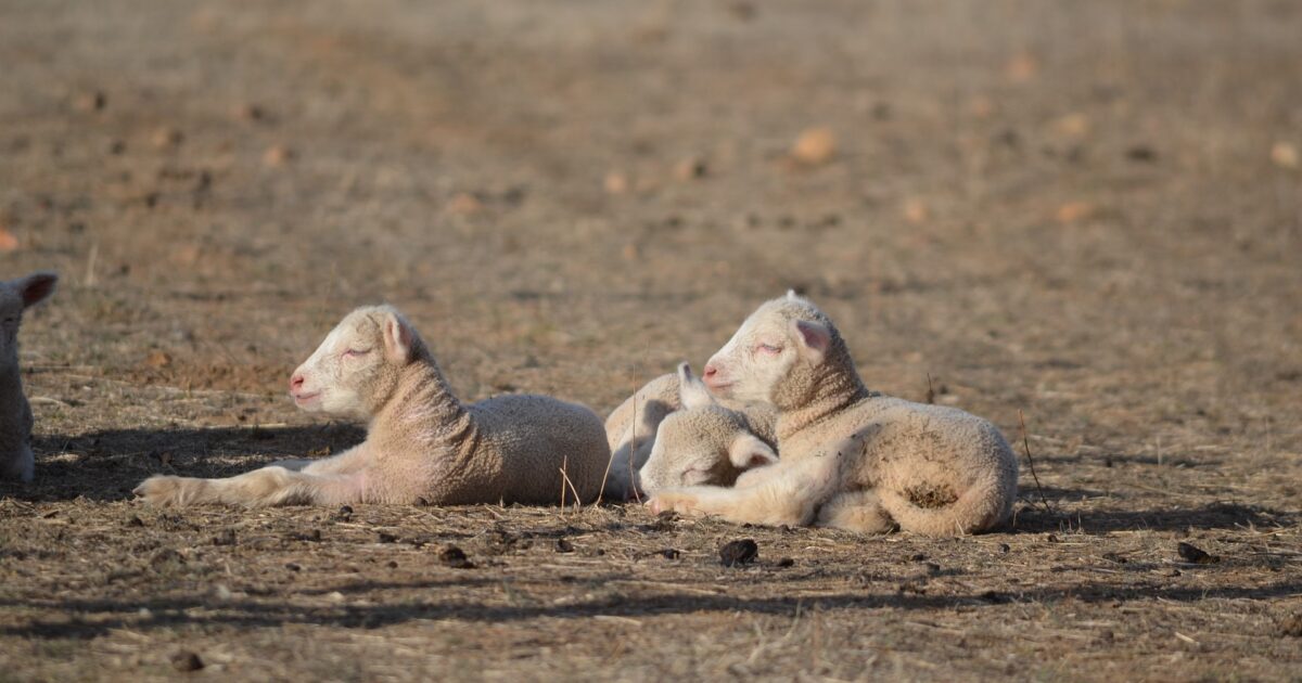 A momentary lapse of lamb - Episode 3