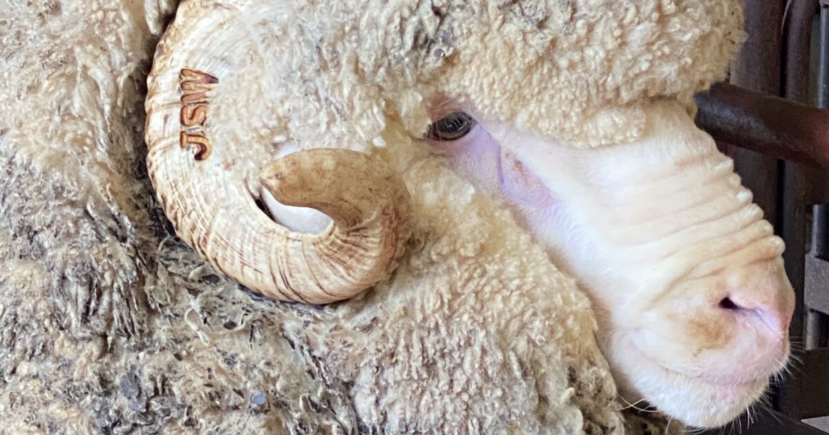 Herd instinct - Episode 3