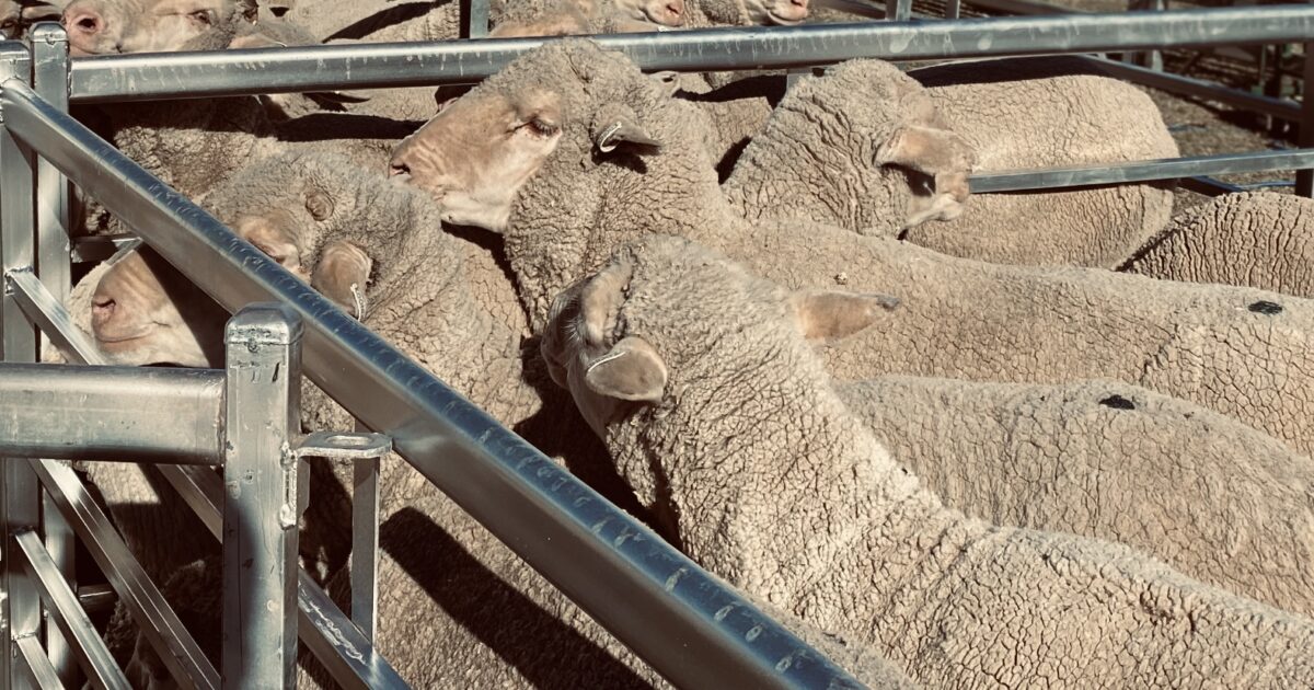 Bringing out the sheep - Episode 3