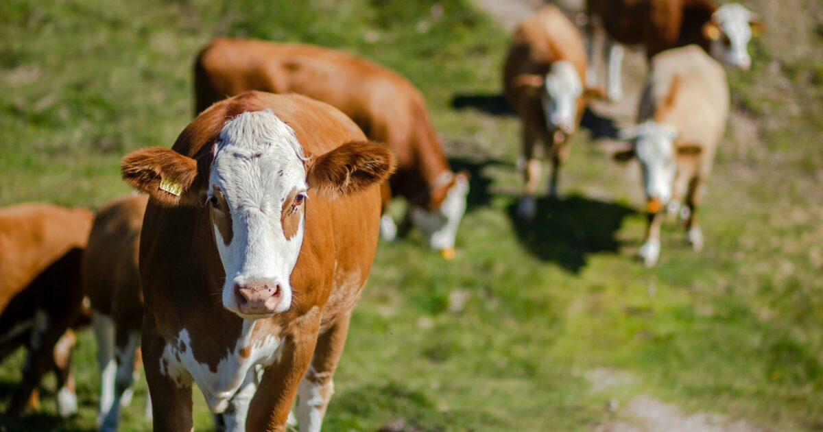 Beef bounce - Episode 3