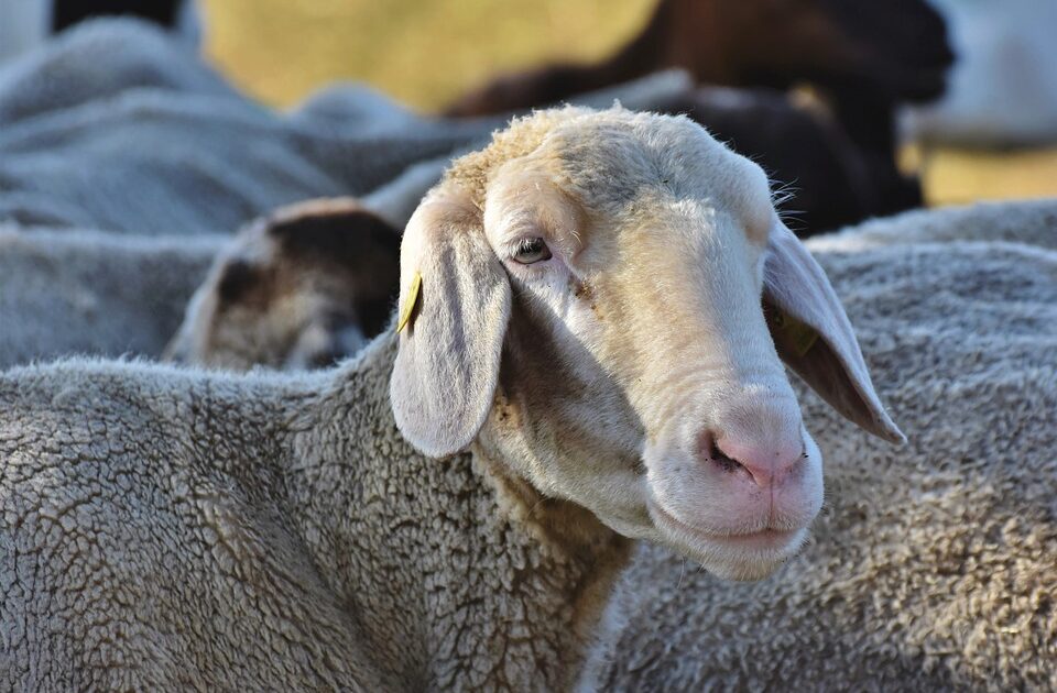 Cheap sheep attracts processing - Episode 3