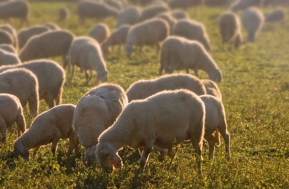 Mutton lasts forever - Episode 3