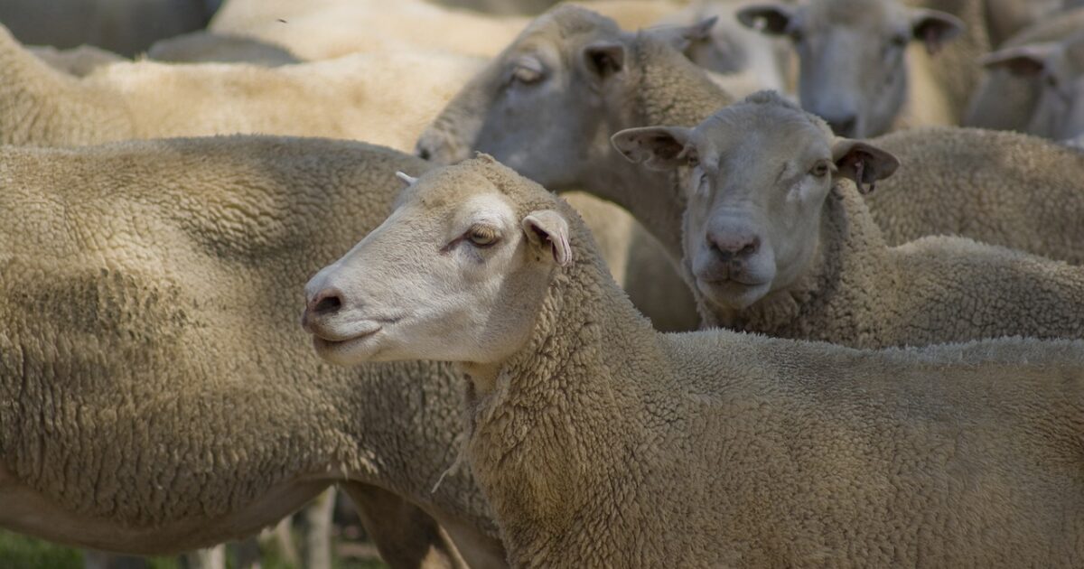 A little Ewe turn - Episode 3